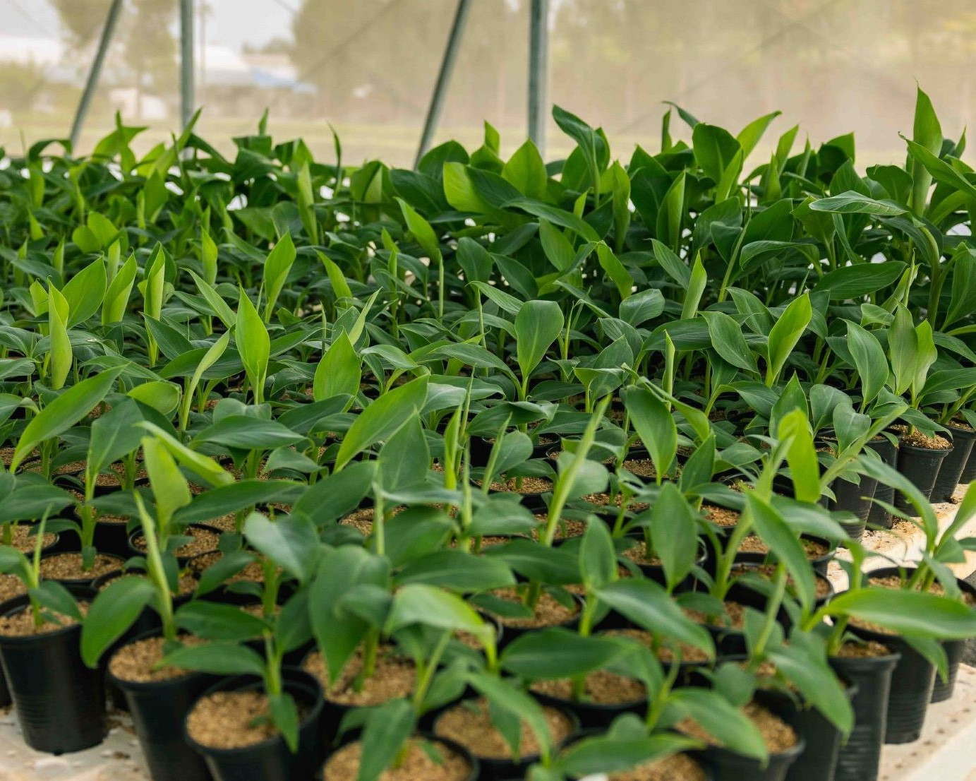 Plant Propagators | Plantech Kenya LTD
