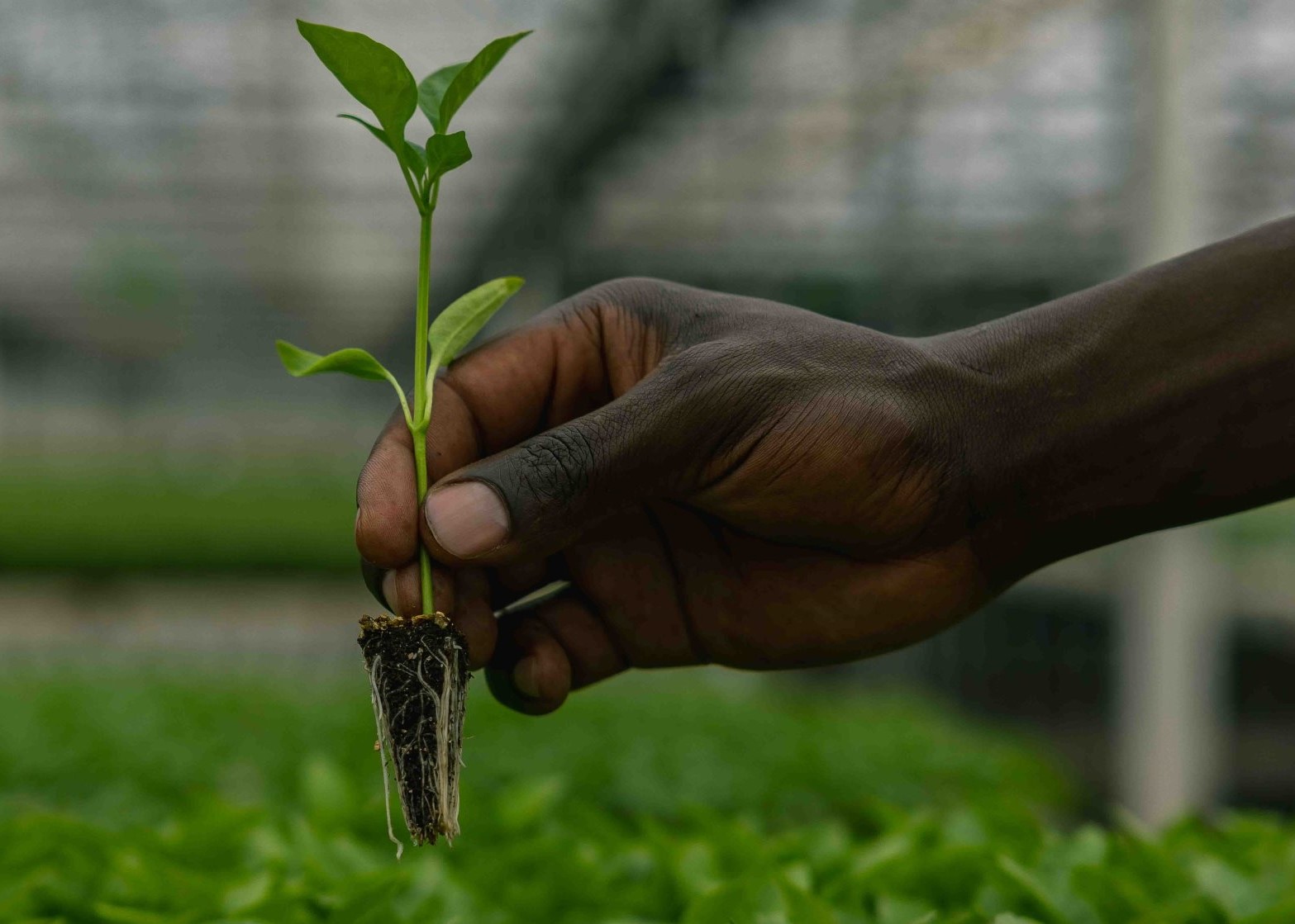 Plant Propagators | Plantech Kenya LTD