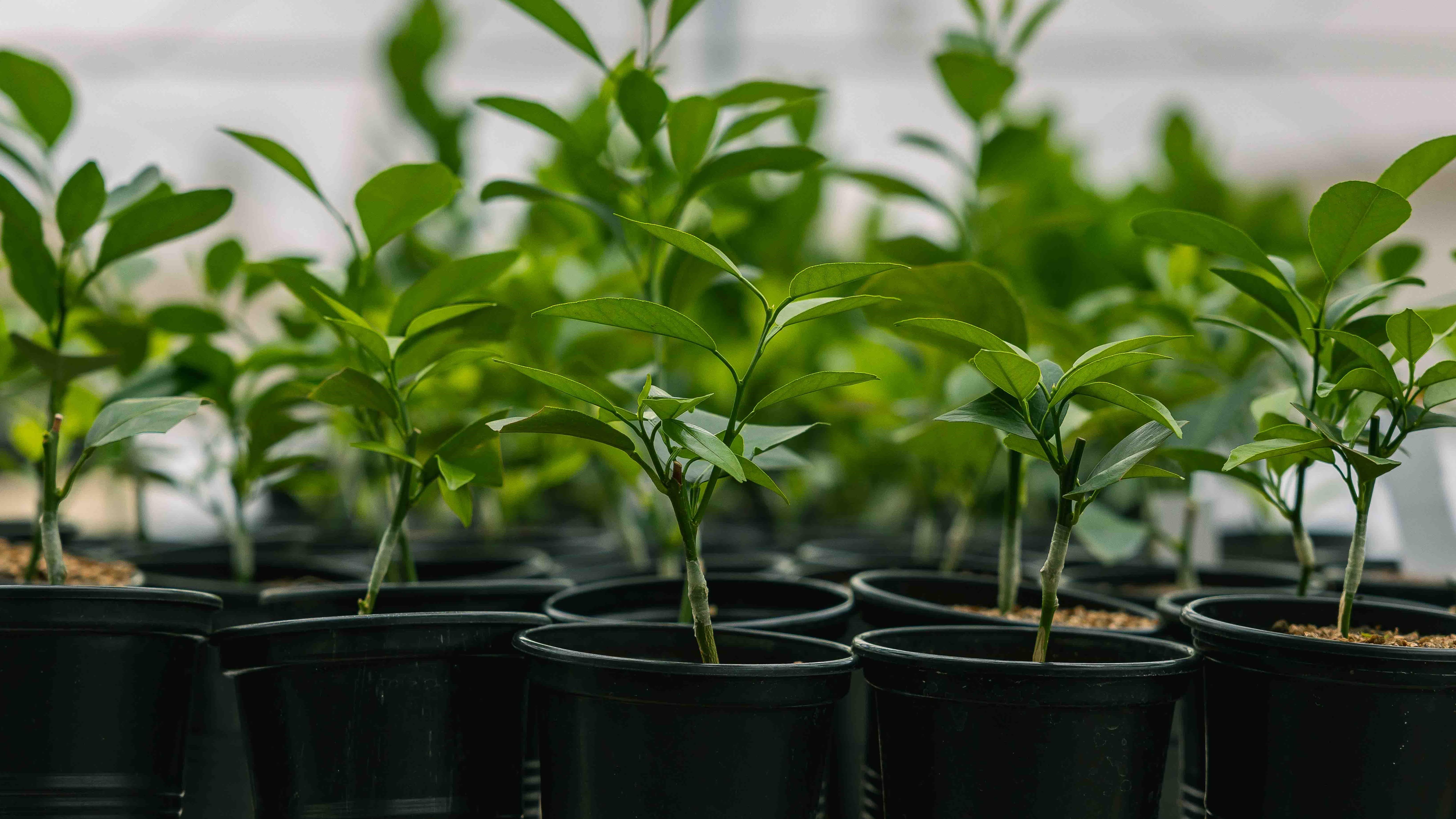 Products - Plantech Kenya Limited
