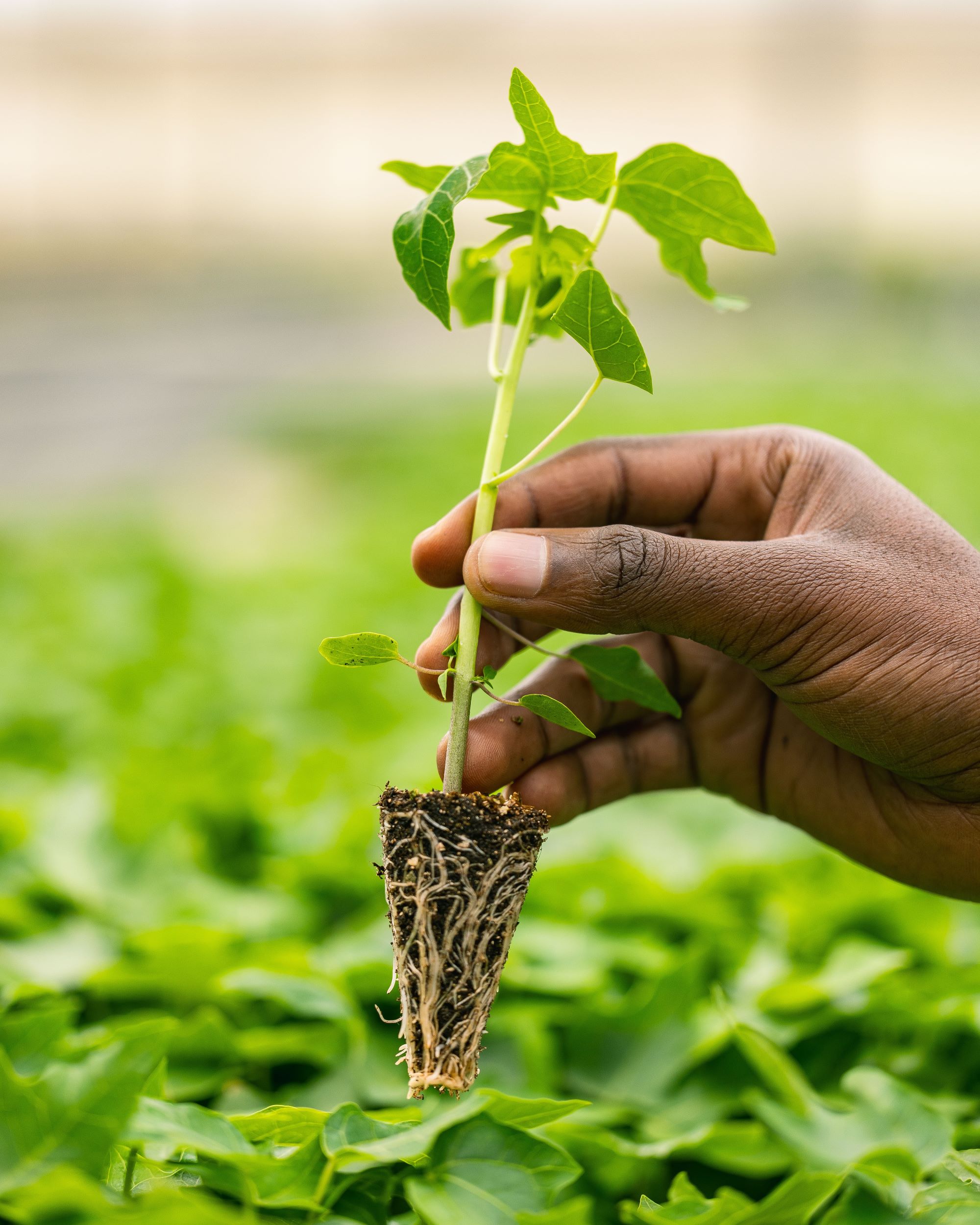 Plant Propagators | Plantech Kenya LTD